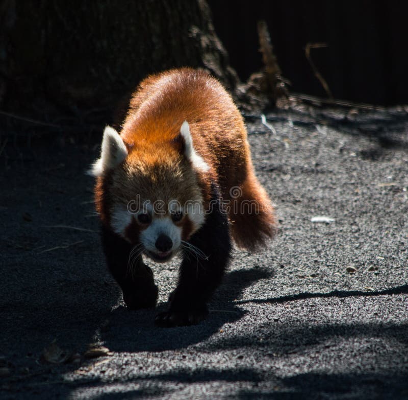 A Rare Specimen of an Endangered Red Panda Stock Image - Image of funny ...