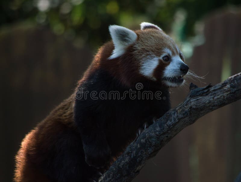 A Rare Specimen of an Endangered Red Panda Stock Photo - Image of bear ...