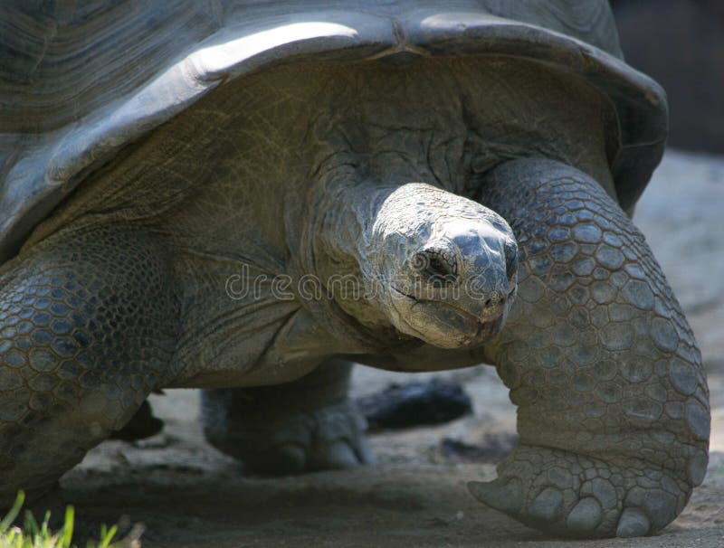 A Rare Specimen of the Galapagos Tortoise Stock Image - Image of ...