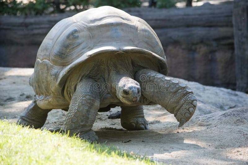 A Rare Specimen of the Galapagos Tortoise Stock Image - Image of ...