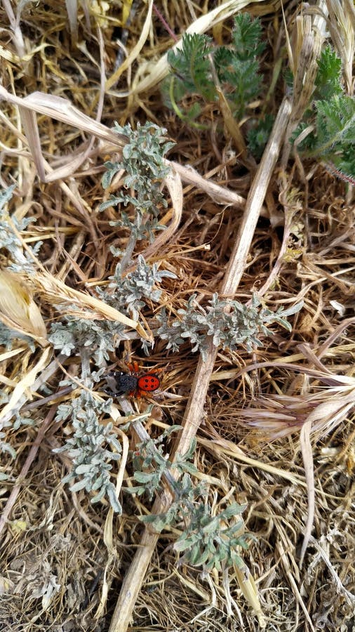 Rare spider, ladybird stock image. Image of leaf, flower - 193115259