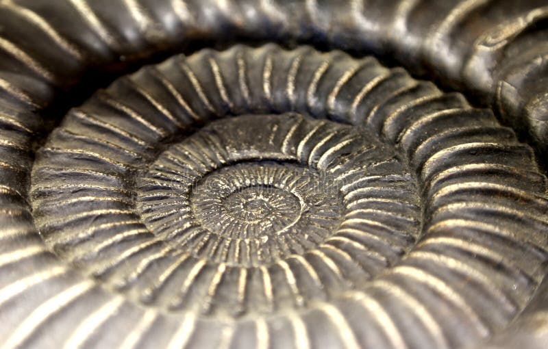 Rare Spiral-shaped Shell Ancient Fossil Stock Image - Image of ...