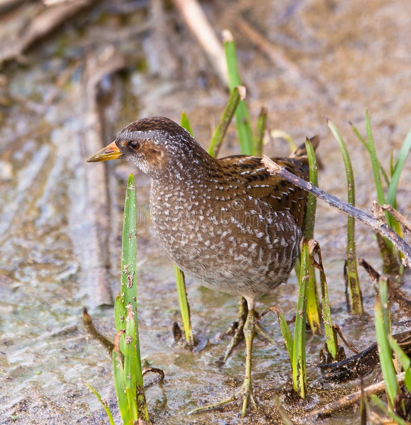 The rare Spotted Crake stock image. Image of rare, invisible - 18791169