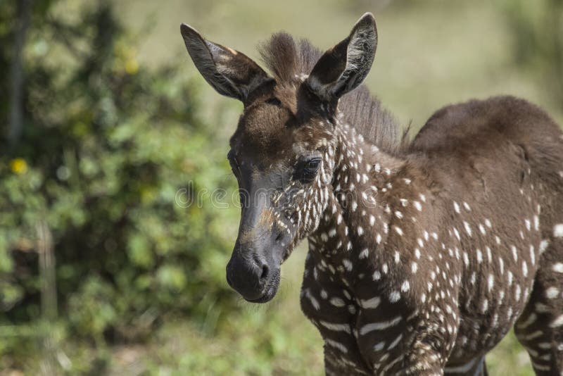 Rare Spotted Zebra with Dark Hair Stock Photo - Image of dark, earth ...