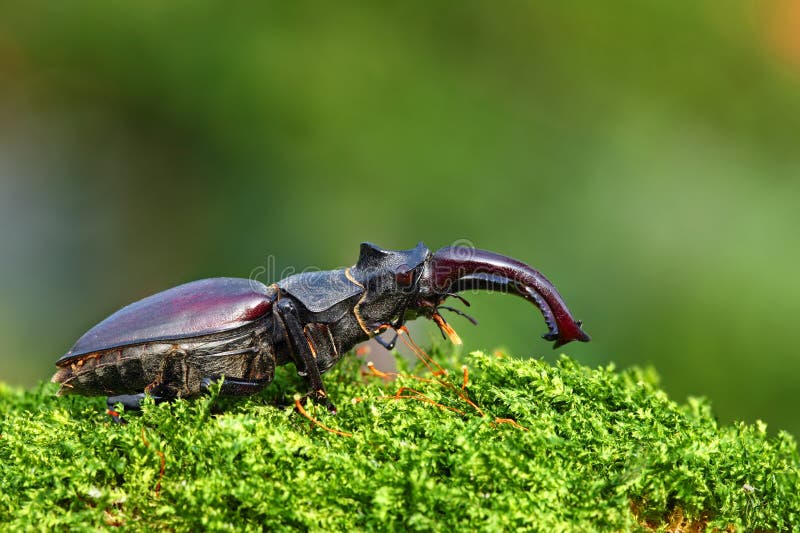 Rare stag beetle stock photo. Image of jaws, mass, bite - 16127380