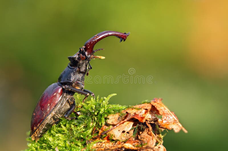 Rare stag beetle stock photo. Image of macro, horned - 16277216