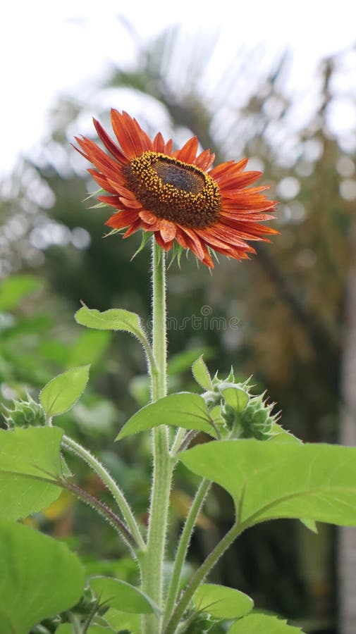 Sunflower with Red Petals , Vertical Shot Stock Photo - Image of field ...