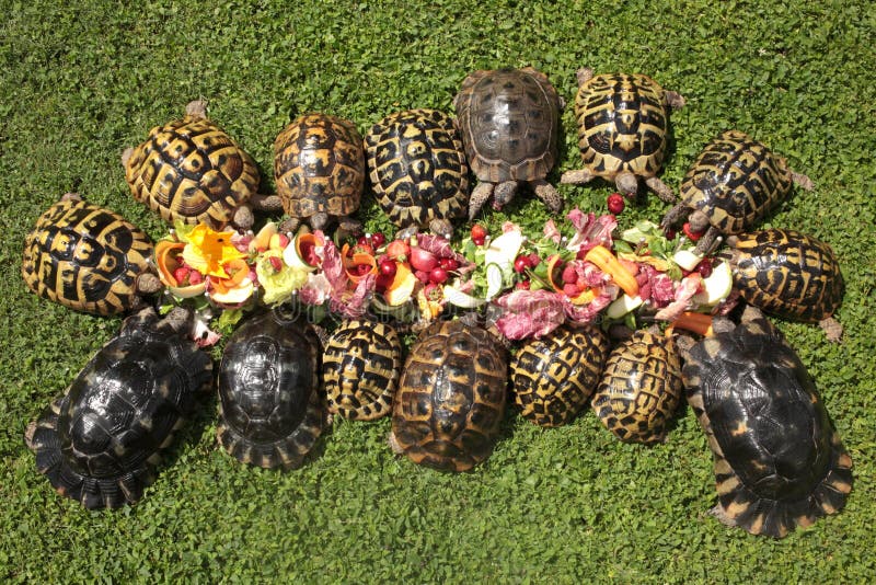 Rare Terrestrial Turtles Eating Vegetable Stock Photo - Image of shell ...