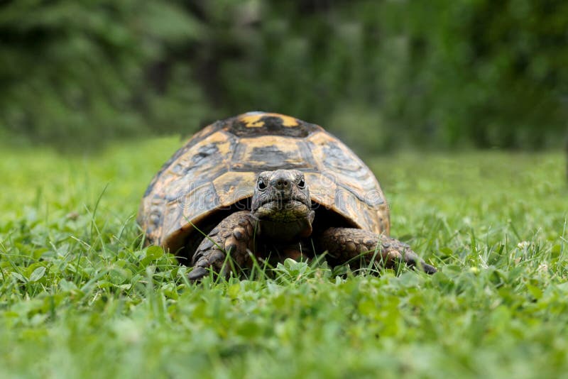 Rare Terrestrial Turtles in a Garden Watching at the Camera Stock Photo ...