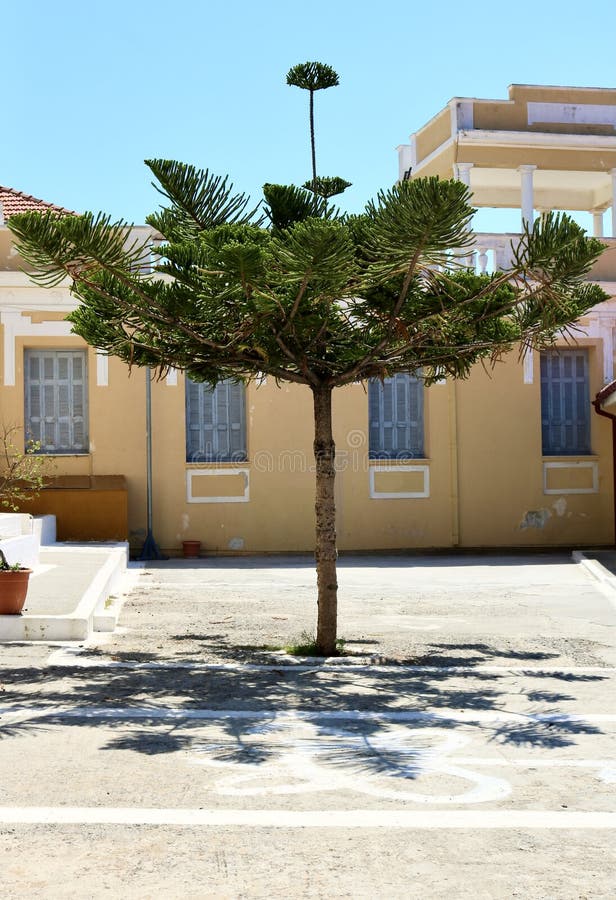 Uniquely Shaped Tree in Samos Stock Image - Image of samos, tree: 255827773