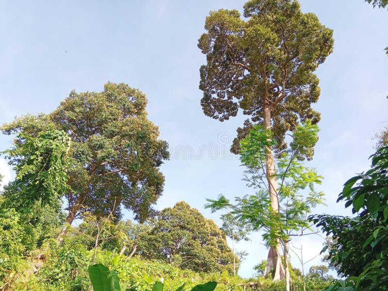 A Rare Tree that Lives on the Slopes of a Mountain Stock Photo - Image ...