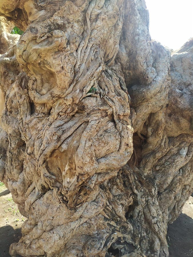 A Rare Tree of Turanga in the Desert Steppe Stock Image - Image of ...