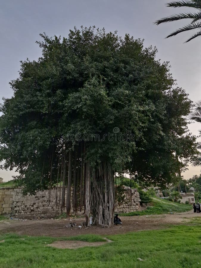 A rare tree stock photo. Image of plant, decoration - 356987504