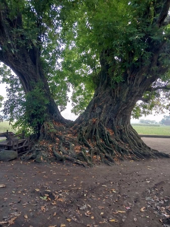 Rare tree site stock image. Image of pohon, site, situs - 287604263