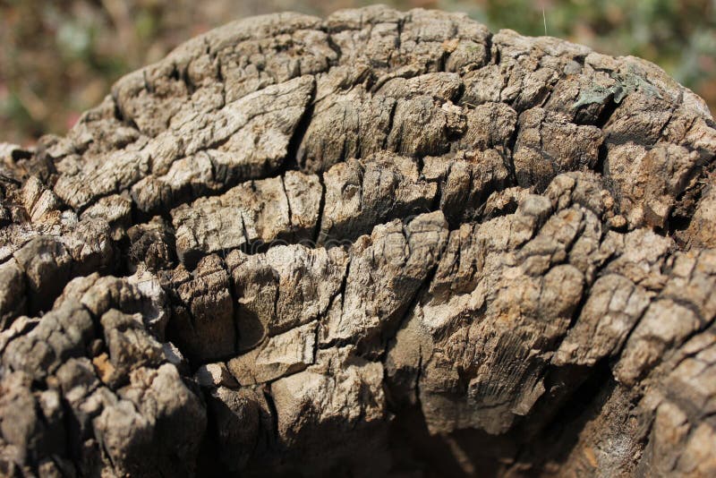 Rare tree structure stock image. Image of plant, terrain - 225459261