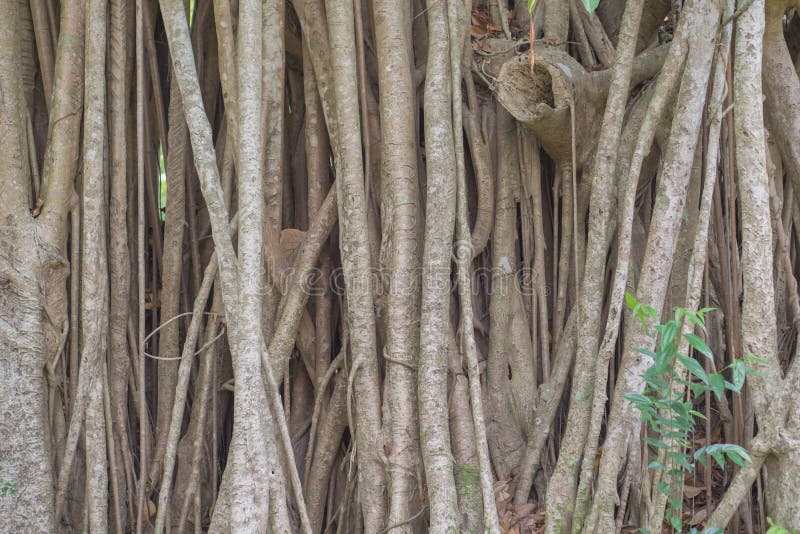 The rare tree in Thailand stock image. Image of beauty - 115737645