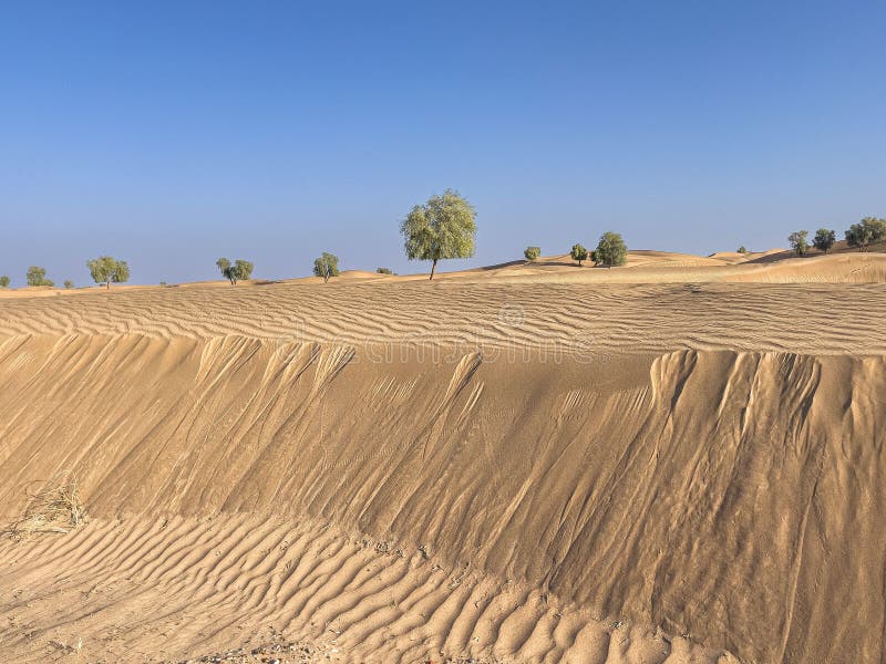 Rare Trees in an Empty Desert Against the Blue Sky Stock Photo - Image ...