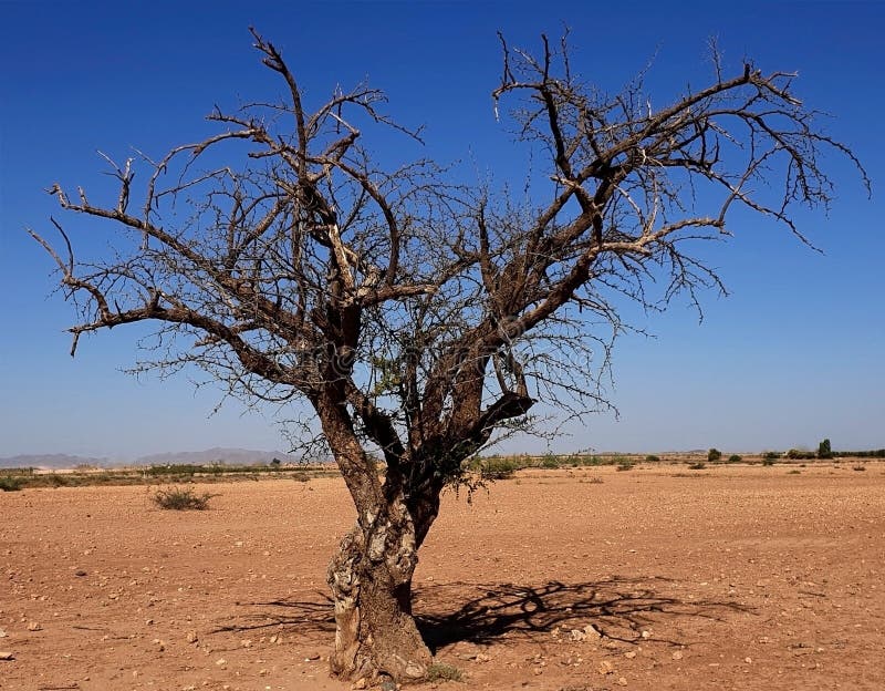 Of rare trees stock image. Image of green, perennial - 150787371