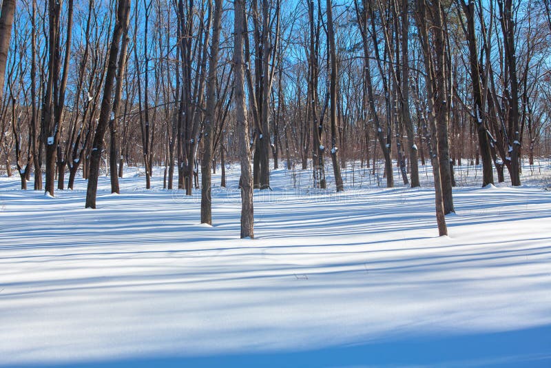 Rare Trees in the Winter Forest Stock Photo - Image of forest, seasonal ...