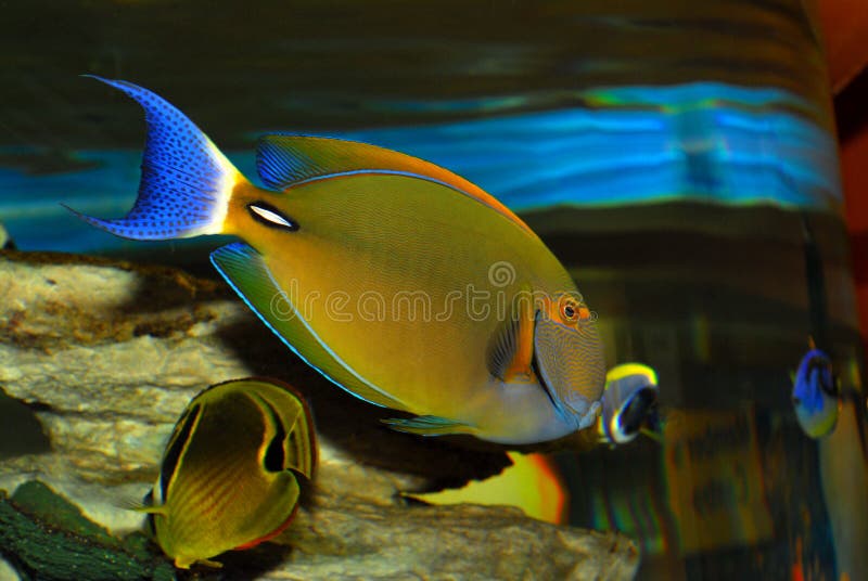 Rare tropical fish stock image. Image of rare, assorted - 7021911