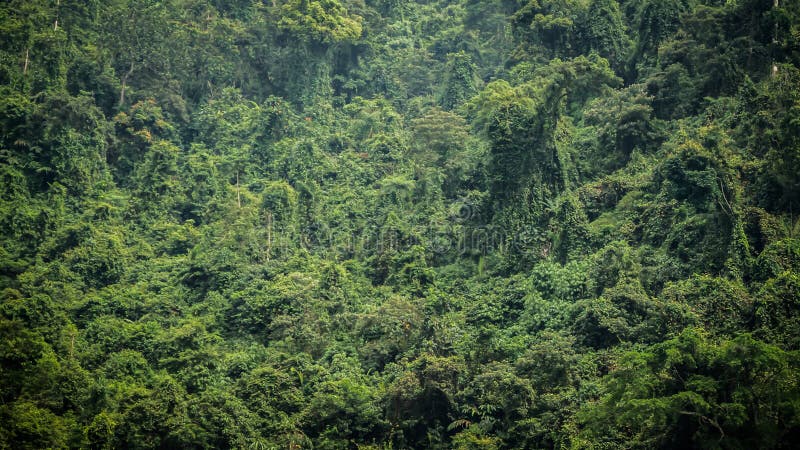 The Rare Tropical Rainforest of Siregol Hill Stock Image - Image of ...