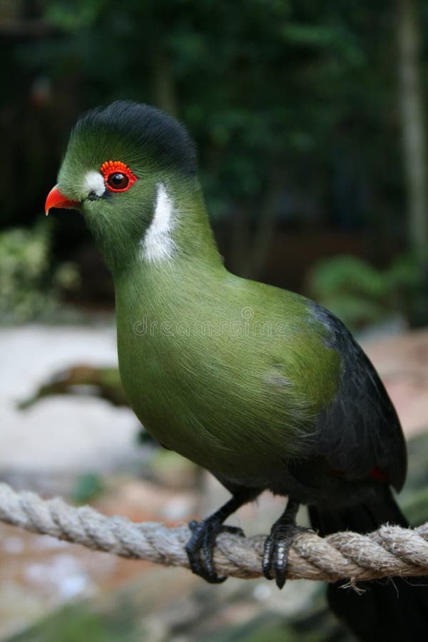 Knysna Loerie or Turaco Bird Stock Image - Image of crested, exotic ...
