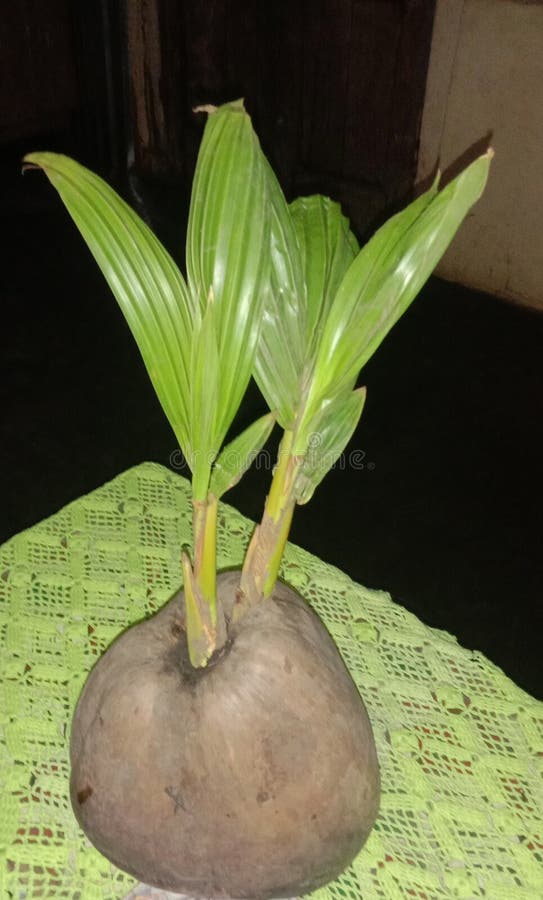 This is a Rare Type of Coconut. 1 Coconut Grows 2 Coconut Shoots or ...