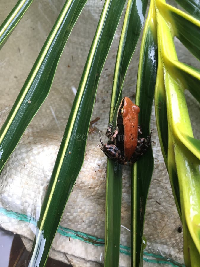 Rare Type Orange/ Saffron Color Frog on Coconut Leaf Stock Image ...