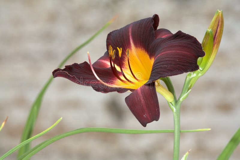Rare variety day lily stock photo. Image of stamen, pistil - 38426582