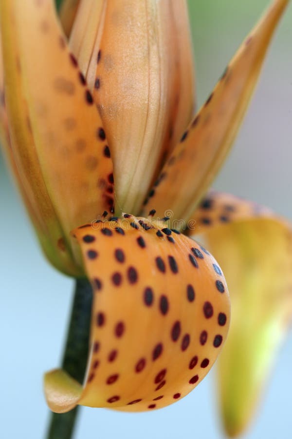 Rare Variety Lily Flower Blossom Stock Photo - Image of lily, petals ...