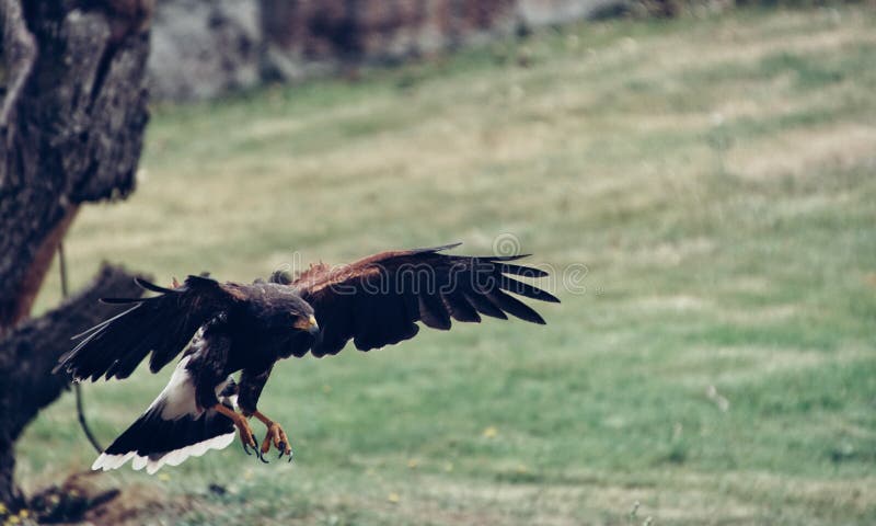 Hawk Landing on a Falconry Gauntlet Stock Image - Image of falconry ...