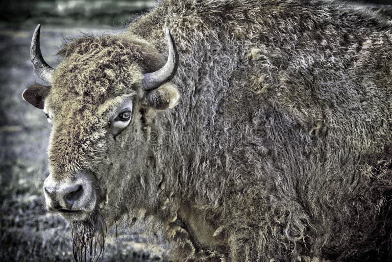 Rare White Buffalo stock image. Image of native, prophecy - 42380689