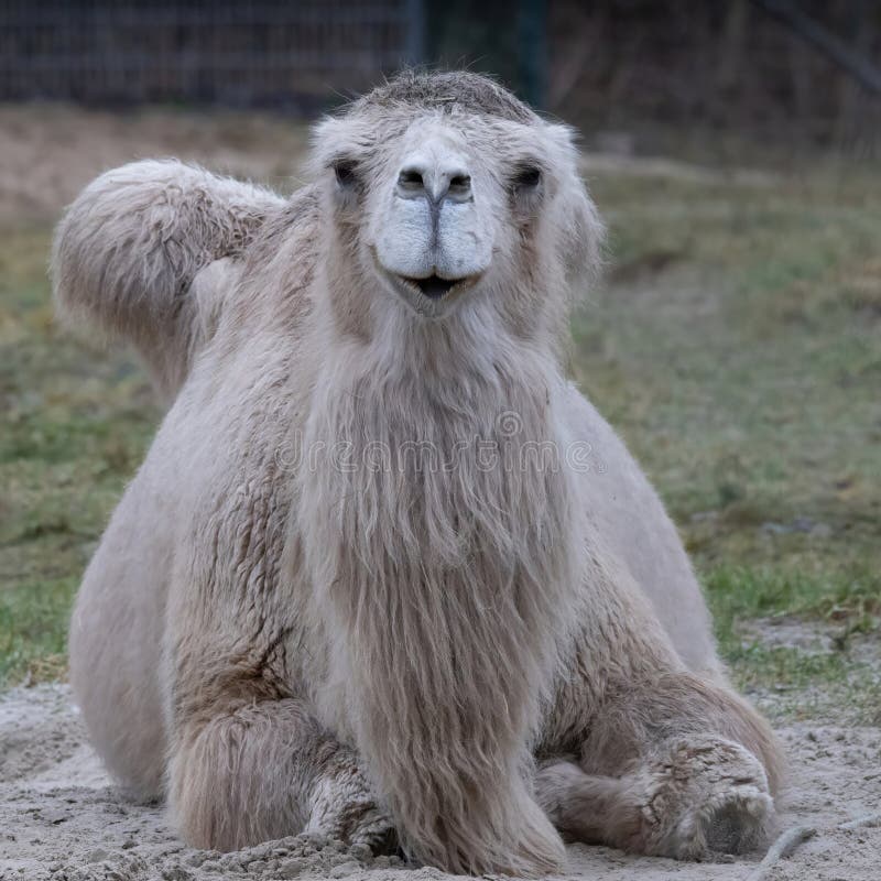 Rare White Camel in a Paddock in Clear Weather Stock Image - Image of ...