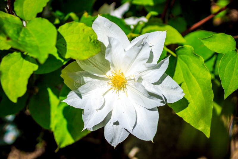 Rare White Clematis Bloomed Beautifully Stock Photo - Image of macro ...