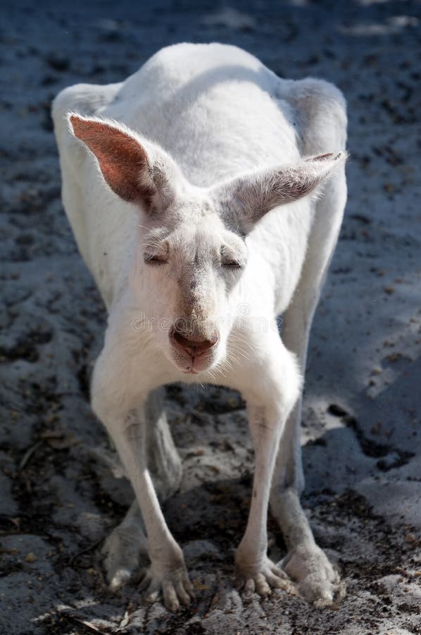 Rare White Colored Red Kangaroo Stock Image - Image of bush, ears ...