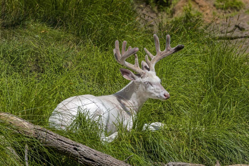 A Rare White Form of the White-tailed Deer. Stock Photo - Image of ...
