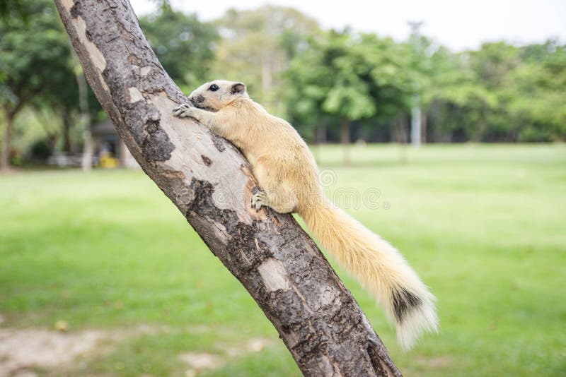 White Squirrel Perched on a Tree Stock Photo - Image of autumn ...