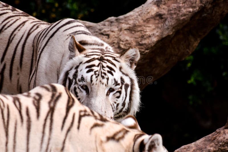 Rare White Striped Wild Tiger Stock Photo - Image of feline, beautiful ...