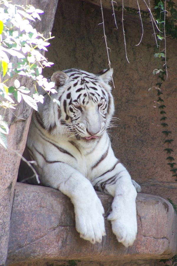 White Tiger, Washington Zoo Stock Photo - Image of cats, extinction ...