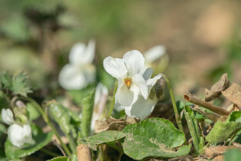 White Variety of a Violet Flower (Viola Odorata). Stock Image - Image ...