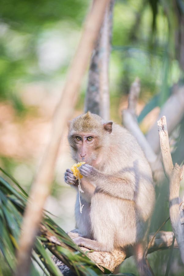 Rare Wild Animals Raised in Open Zoos in Their Natural Environment ...