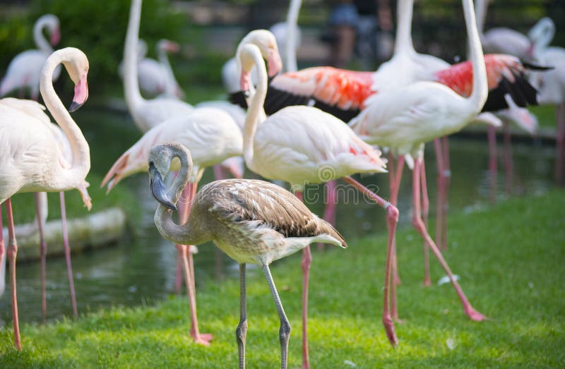 Rare Wild Animals Raised in Open Zoos in Their Natural Environment ...