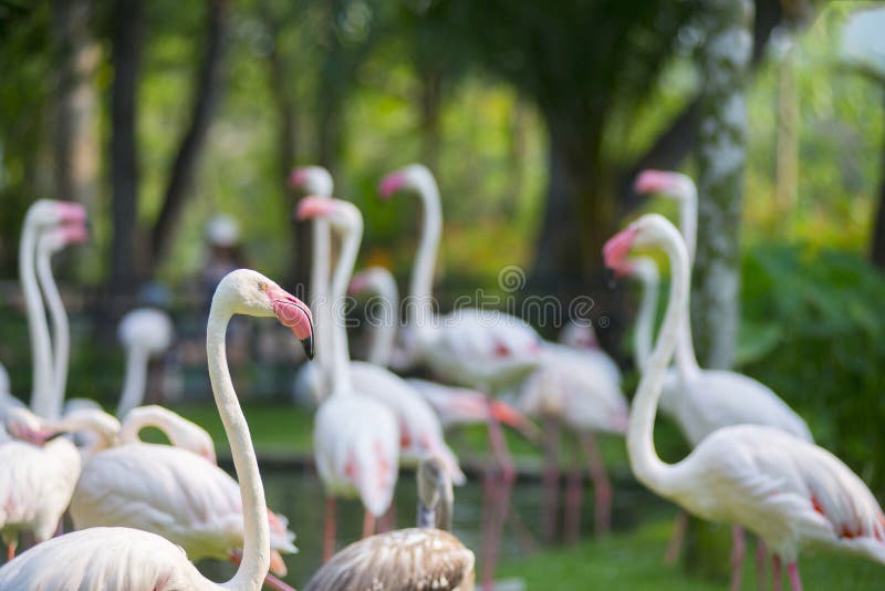 Rare Wild Animals Raised in Open Zoos in Their Natural Environment ...