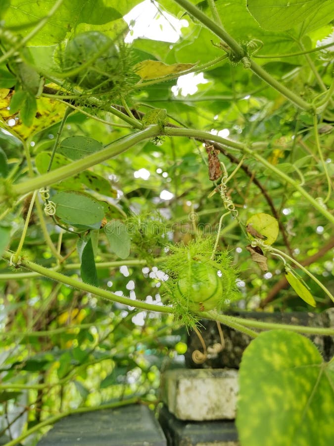 Rare wild fruit stock image. Image of fruit, rare, wild - 256788707