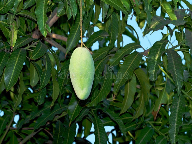Rare wild mango stock photo. Image of purple, panasonicg9 - 175058400
