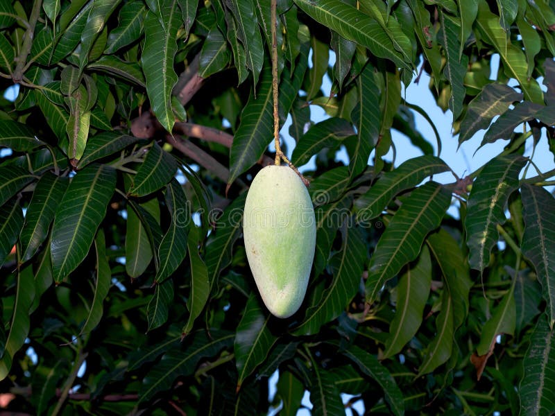 Rare wild mango stock photo. Image of apocynaceae, rare - 175058282