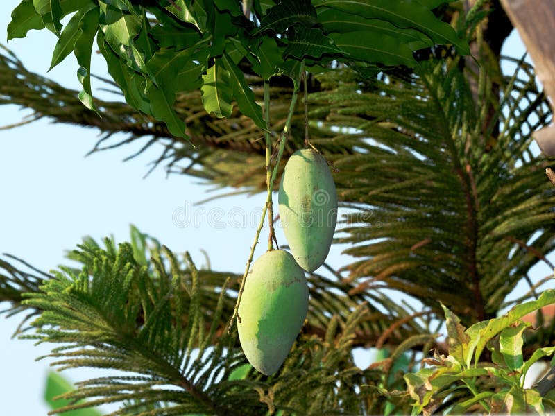 Rare wild mango stock photo. Image of poesia, chilipeper - 175058366