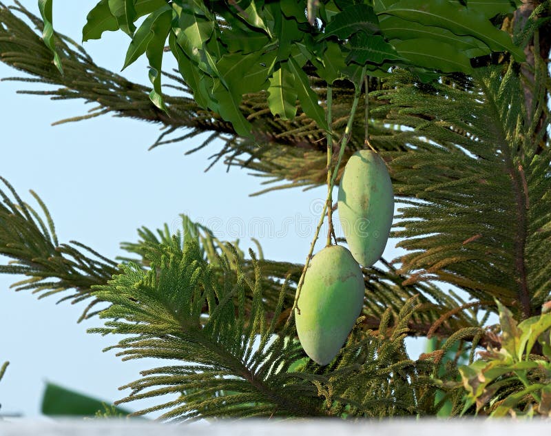 Rare wild mango stock photo. Image of purple, panasonicg9 - 175058400