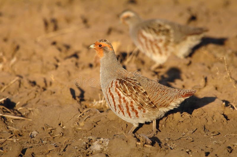 Rare Wild Partridge Perdix Perdix Stock Photo - Image of ornithology ...