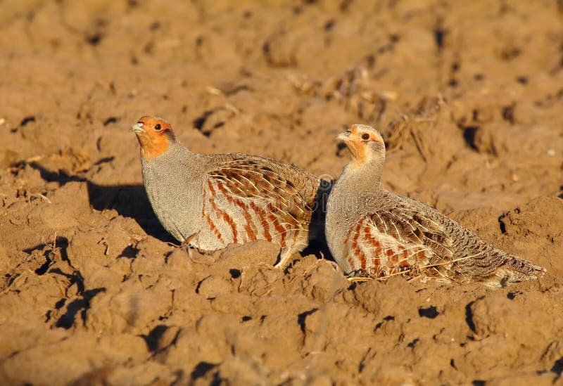 Wild Partridge Sits on a Stone in a Forest Stock Image - Image of fruit ...